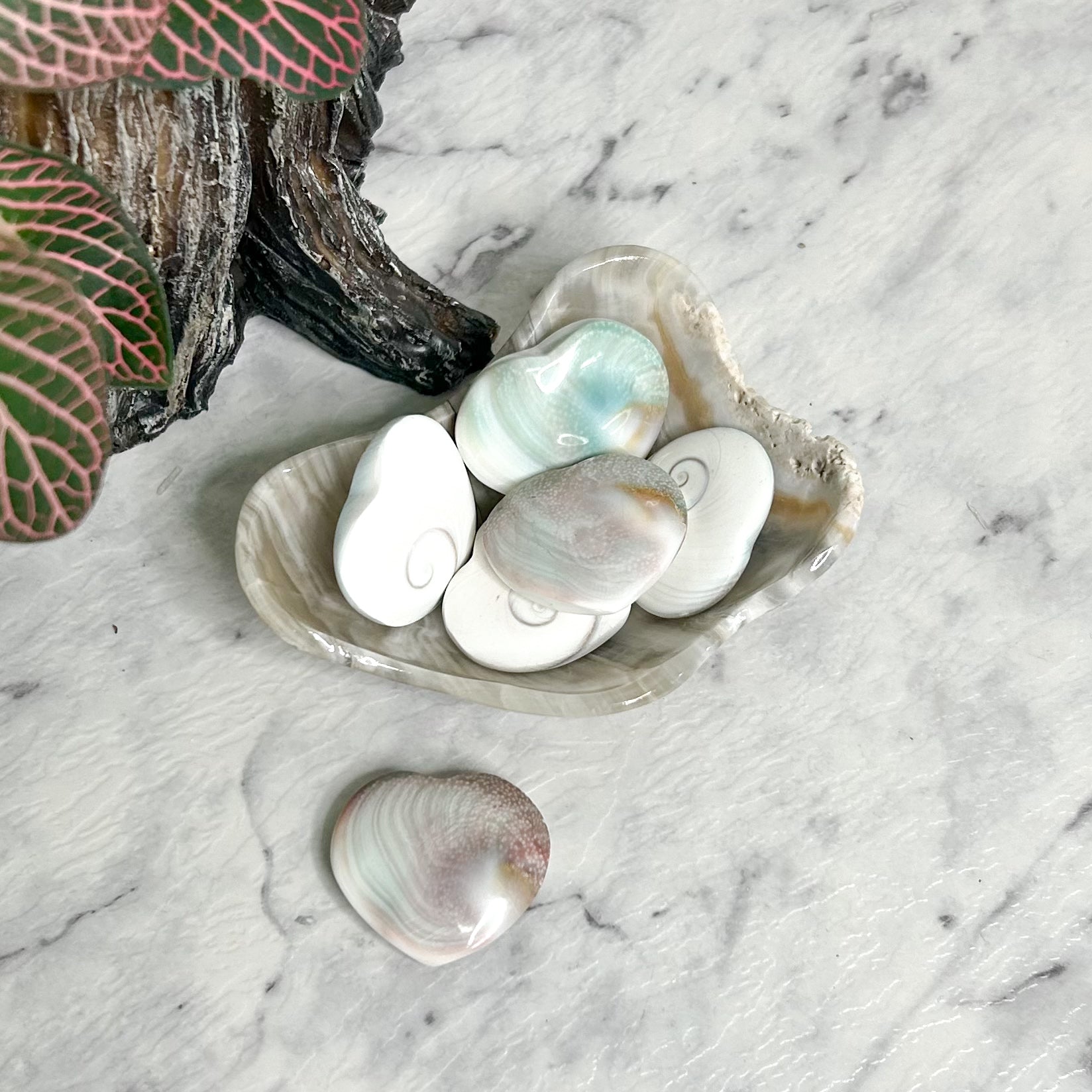 SHIVA SHELL – Soul Warrior Collective